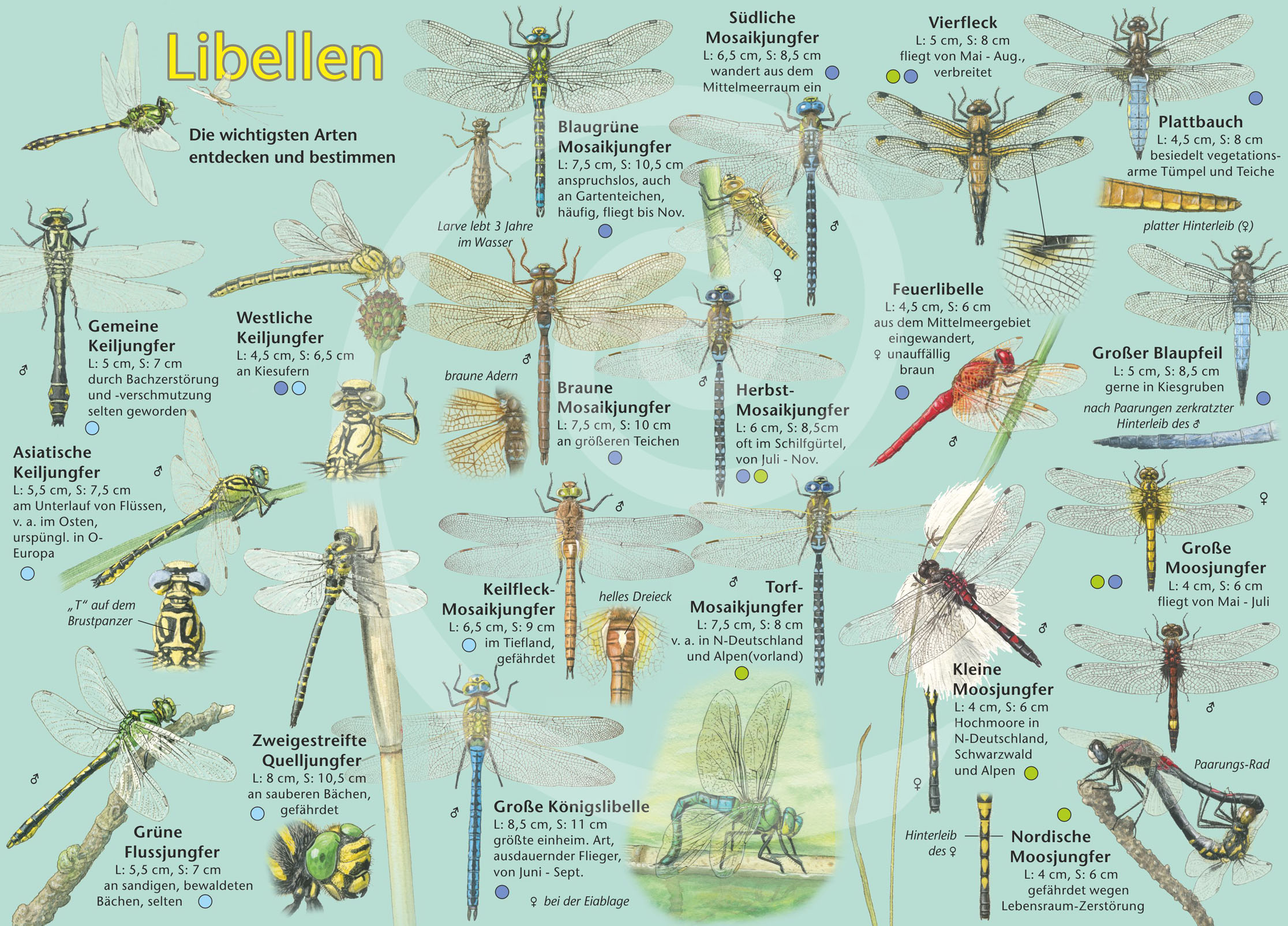 Natur Entdecken Libellen Natur Entdecken Libellen