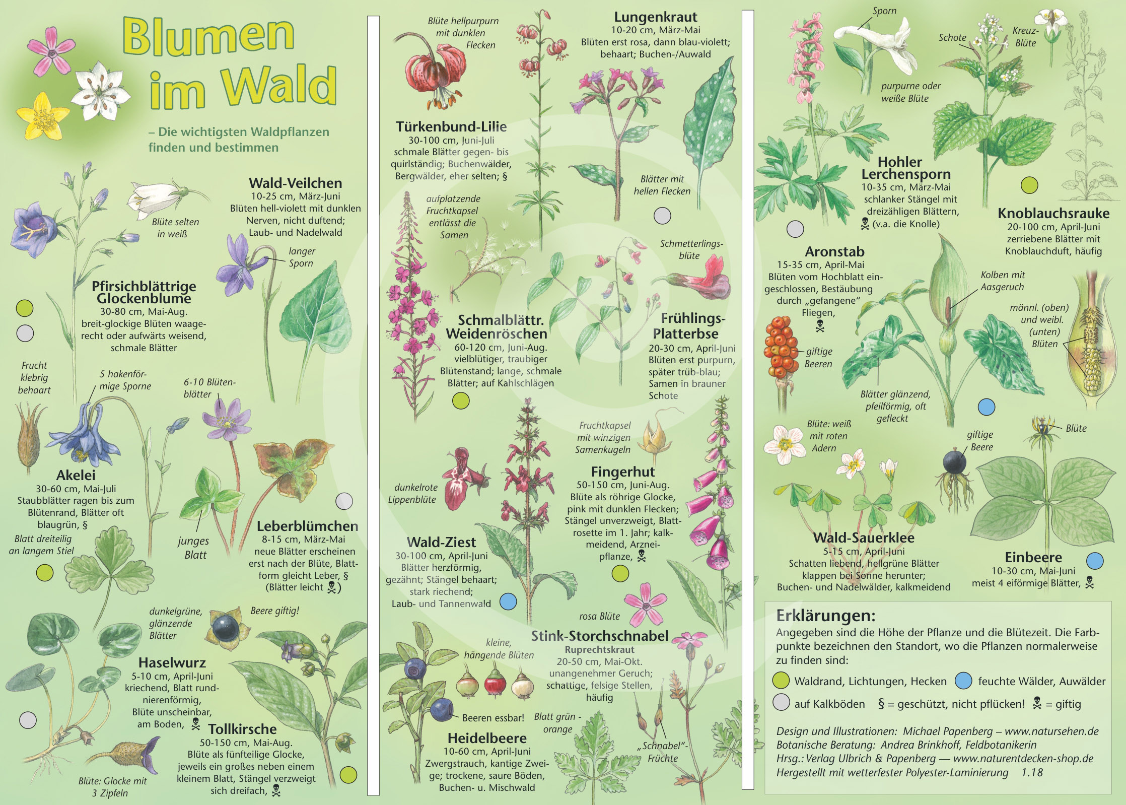 Natur Entdecken Blumen Im Wald Natur Entdecken Blumen Im Wald